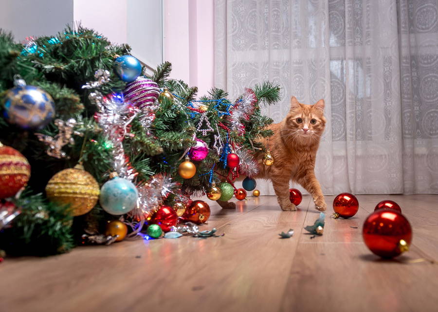 5 Top Tips for Keeping Pets at Christmas Happy and Healthy - Drake Vets