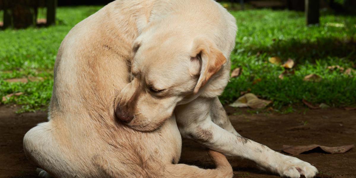 The Itchy Issue of Fleas: A Risk for Your Pet and Your Family - Drake Vets