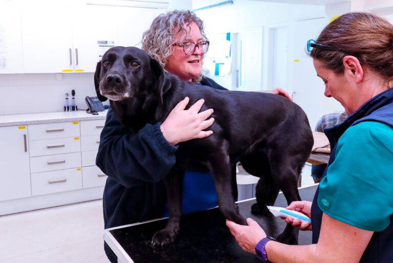 High-Quality, Professional Veterinary Services | Drake Vets