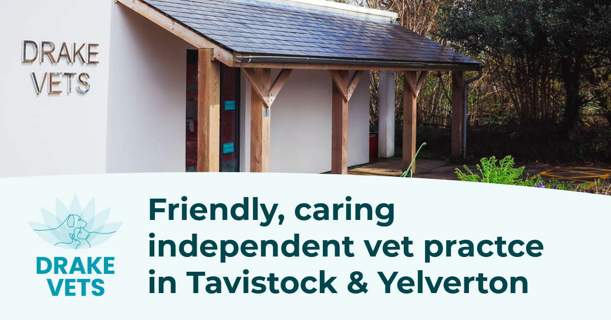Your Independent Vet in Yelverton and Tavistock | Drake Vets
