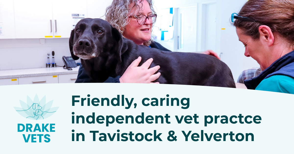 High-Quality, Professional Veterinary Services | Drake Vets