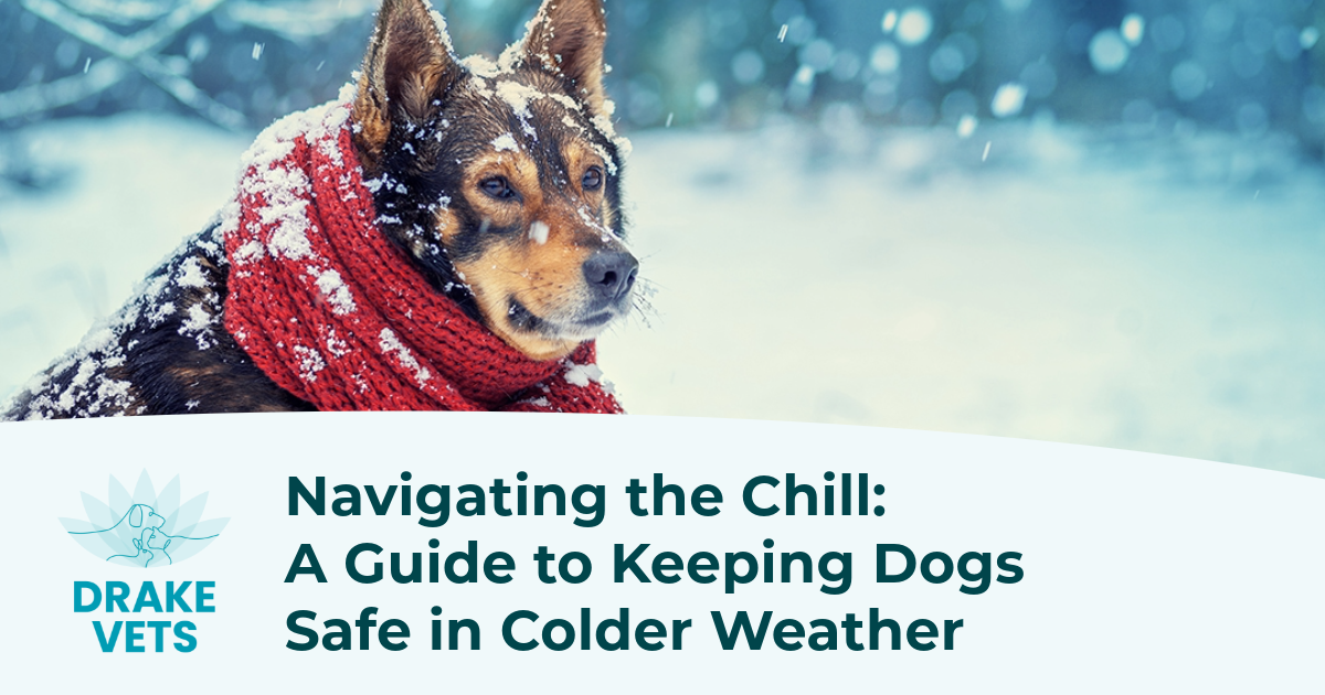 Navigating the Chill: A Guide to Keeping Dogs Safe in Colder Weather