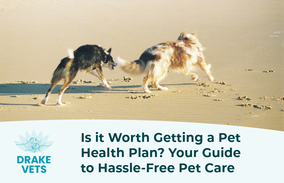 Is it Worth Getting a Pet Health Plan? Your Guide to Hassle-Free Pet ...