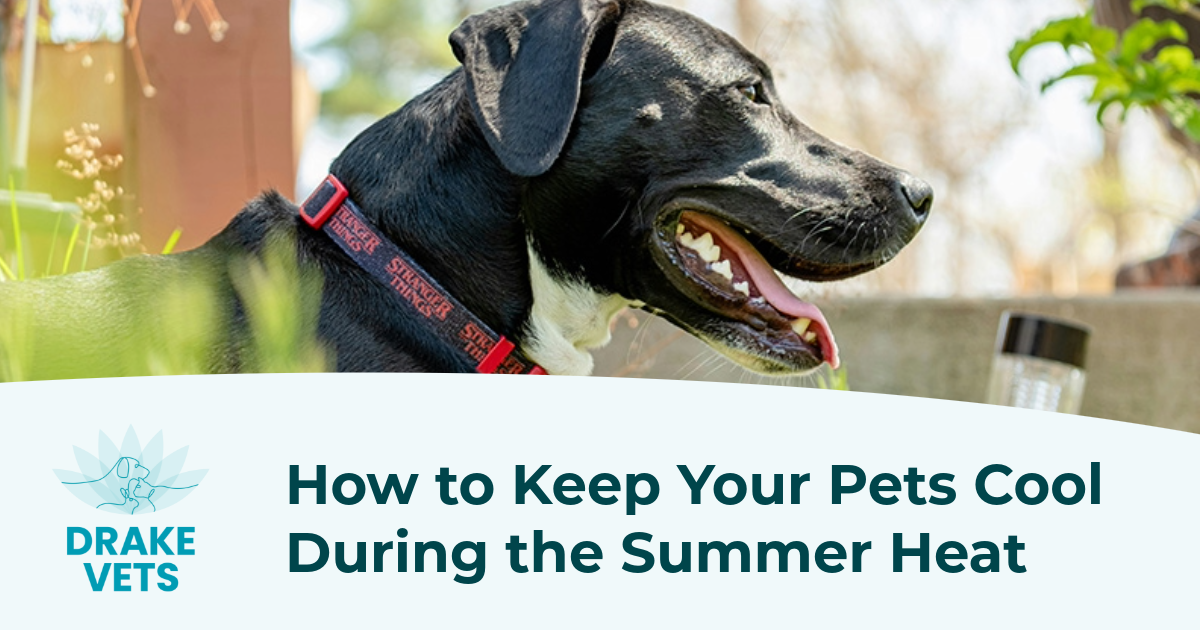 How to Keep Your Pets Cool During the Summer Heat - Drake Vets