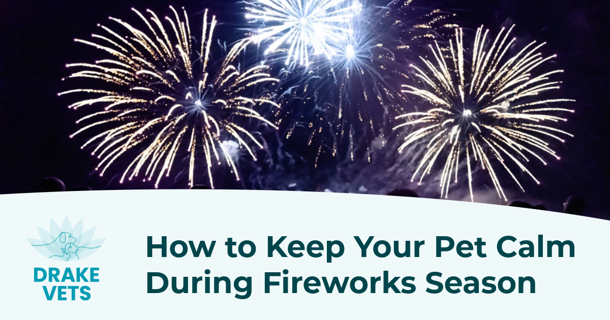 How to Keep Your Pet Calm During Fireworks Season | Drake Vets