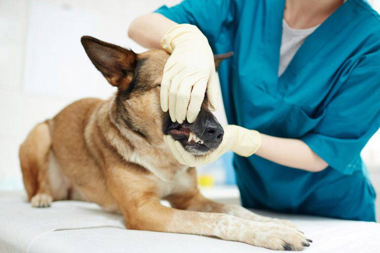 What Is a Full Health Check for a Dog? | Drake Vets