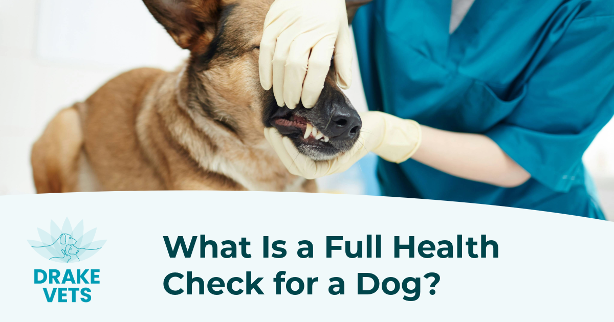 What Is a Full Health Check for a Dog? | Drake Vets