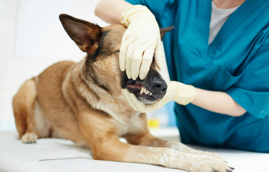 Your Independent Vet in Yelverton and Tavistock | Drake Vets